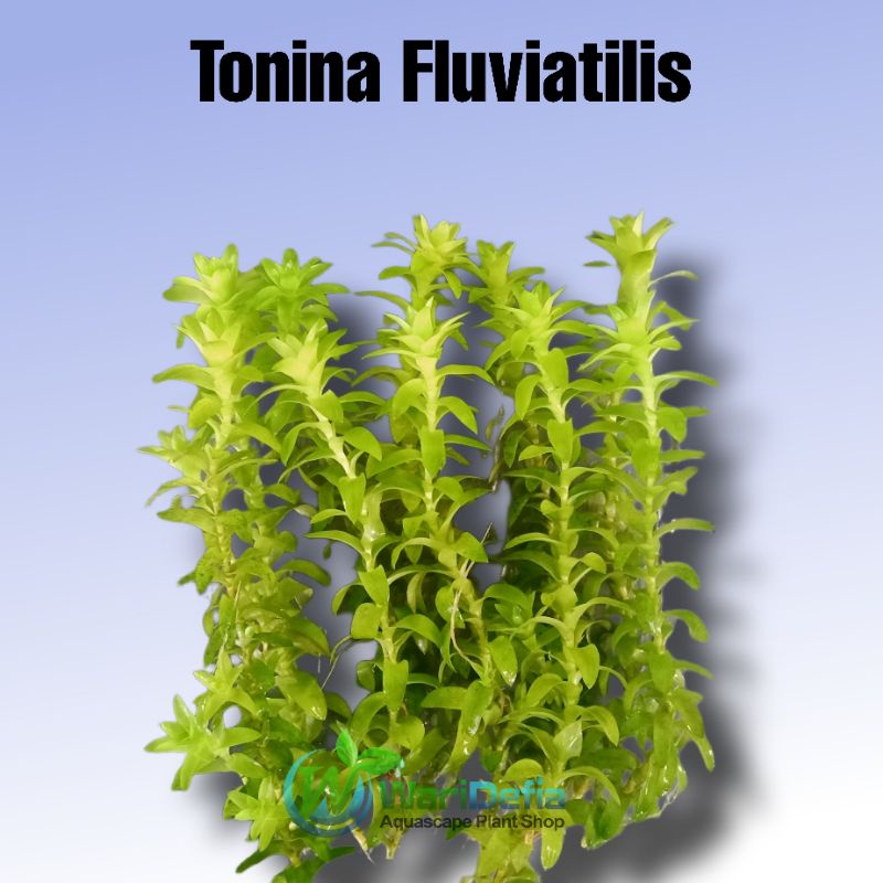 Jual Tonina Fluviatilis Tanaman Aquascape 10 batang | Shopee Indonesia