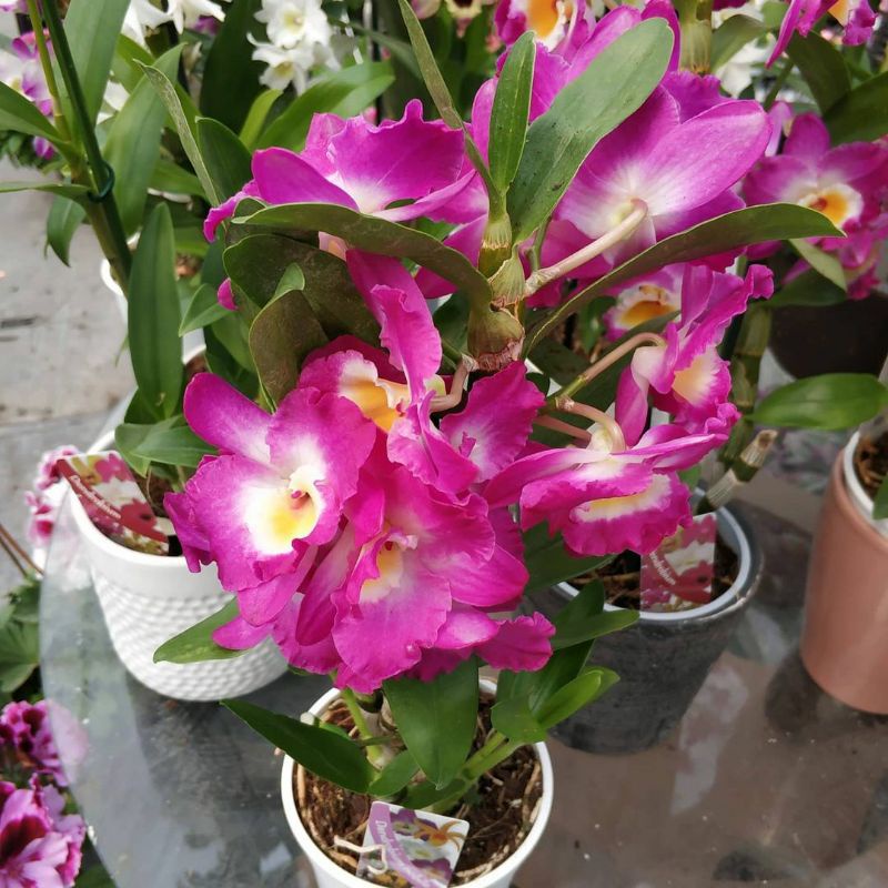 Jual tanaman hias angrek dendro bium bunga unggu cantik dan gemoy ...