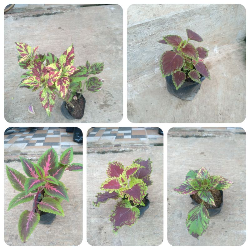 Jual paket 5 jenis miana | Shopee Indonesia