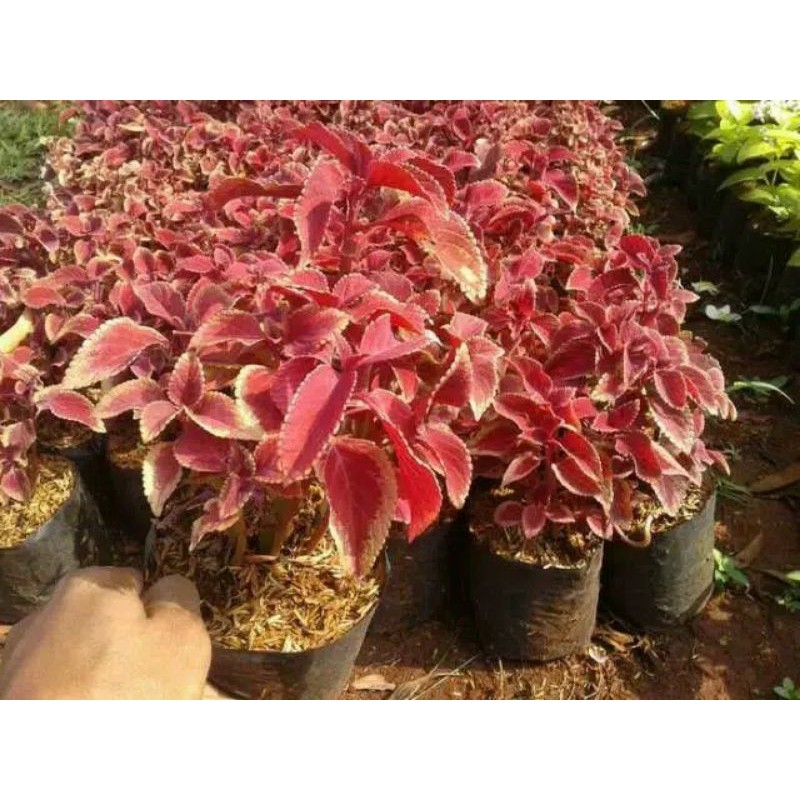 Jual Tanaman hias miana merah - Pohon miana | Shopee Indonesia
