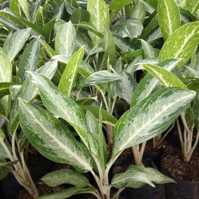 Jual Tanaman bunga pot hias blanceng susu - pohon hias blanceng susu ...