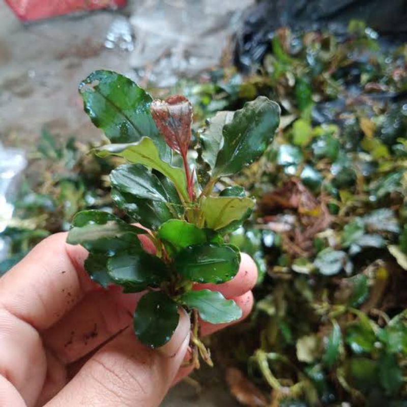 Jual Bucephalandra tanaman Aquascape | Shopee Indonesia