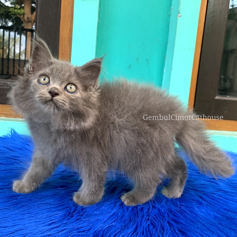 Jual Kucing Kitten Persia Mix Ragdoll BigBone Longhair Bulu Kapas ...