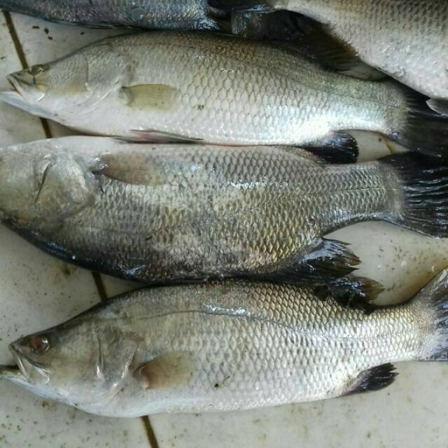 Jual Ikan kakap | Shopee Indonesia