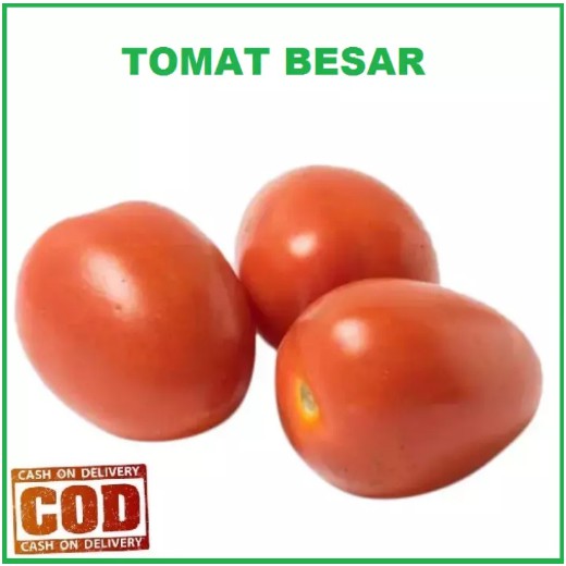 Jual TOMAT AGATHA F1 / TOMAT BESAR 20 Biji / Benih / bibit - TOKO BIBIT ...