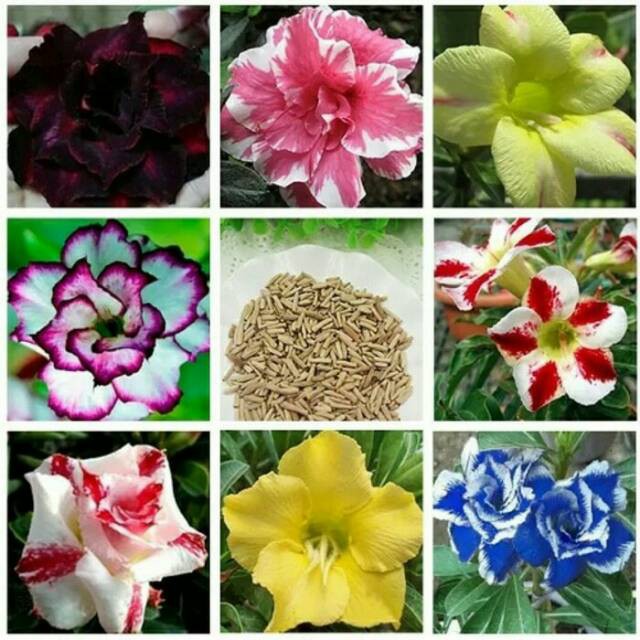 Jual Harga per pack- biji benih bunga adenium obesum desert / 4 biji ...