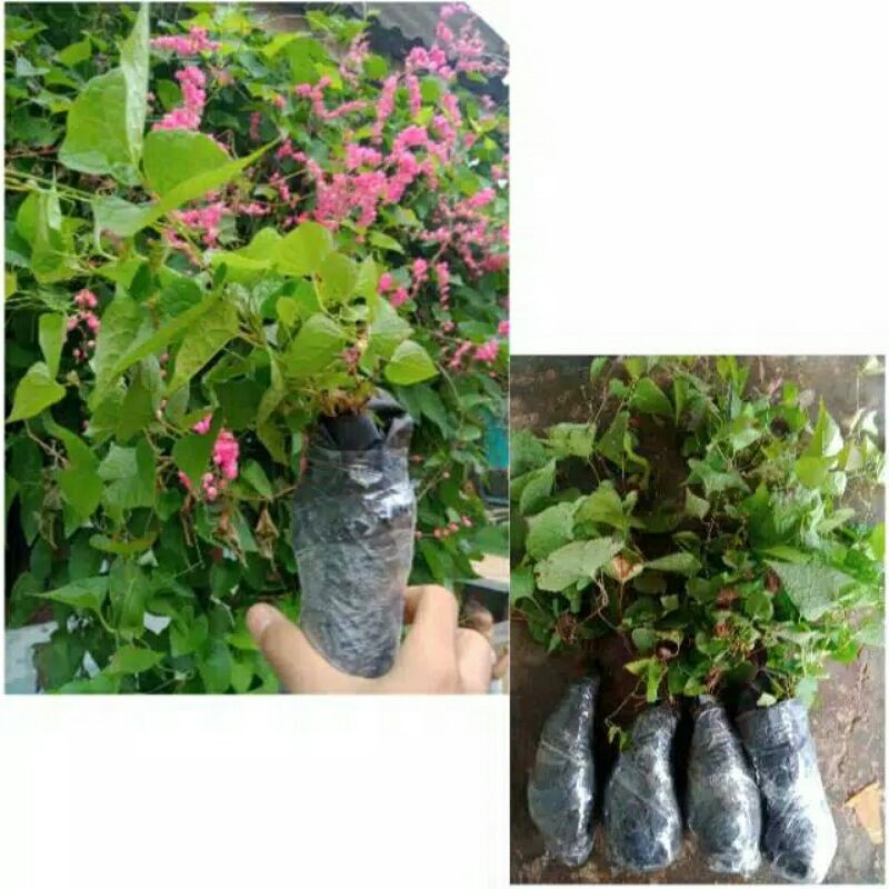Jual Bibit tanaman rambat bunga air mata pengantin | Shopee Indonesia