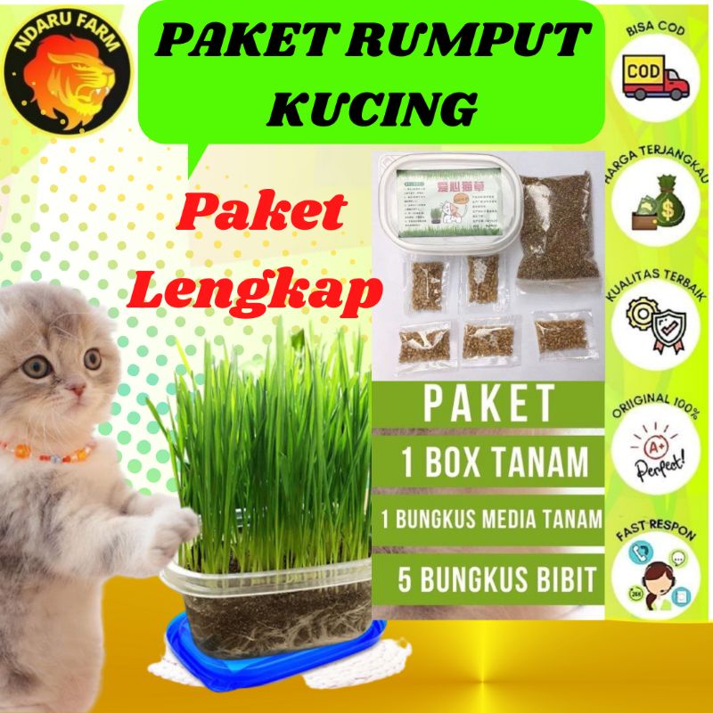 Jual Cat Grass Paket Rumput Kucing Benih Rumput Kucing NDARUFRAM ...