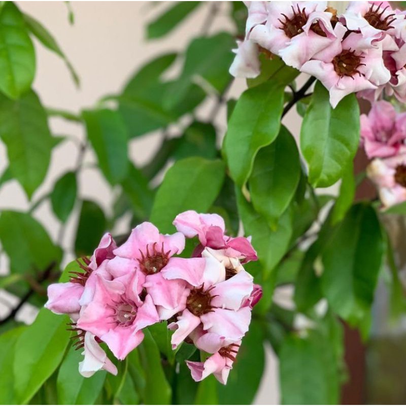 Jual tanaman bunga STROPHANTHUS GRATUS / CLIMBING OLEANDER atau melati ...