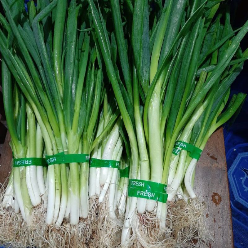 Jual DAUN BAWANG DAN SELEDRI 1 ikat / Sayur Segar | Shopee Indonesia
