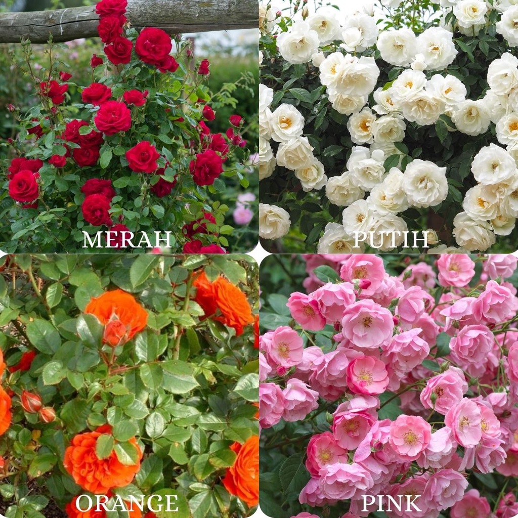 Jual Bibit Tanaman Hias Bunga Mawar Rambat/Climbing Rose Kondisi ...