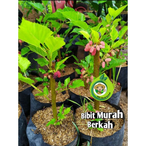 Jual Obral Bibit buah long murbei//tanaman buah long murbai BISA (COD ...