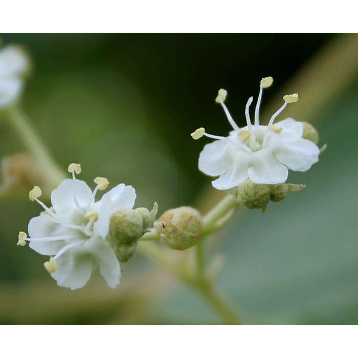 Jual biji/benih/bibit bunga jati (10 biji) | Shopee Indonesia