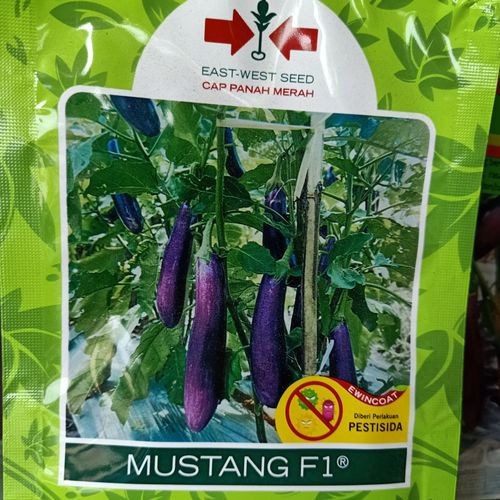 Jual Benih Terong Ungu Mustang F1 400 butir - Panah Merah | Shopee Indonesia