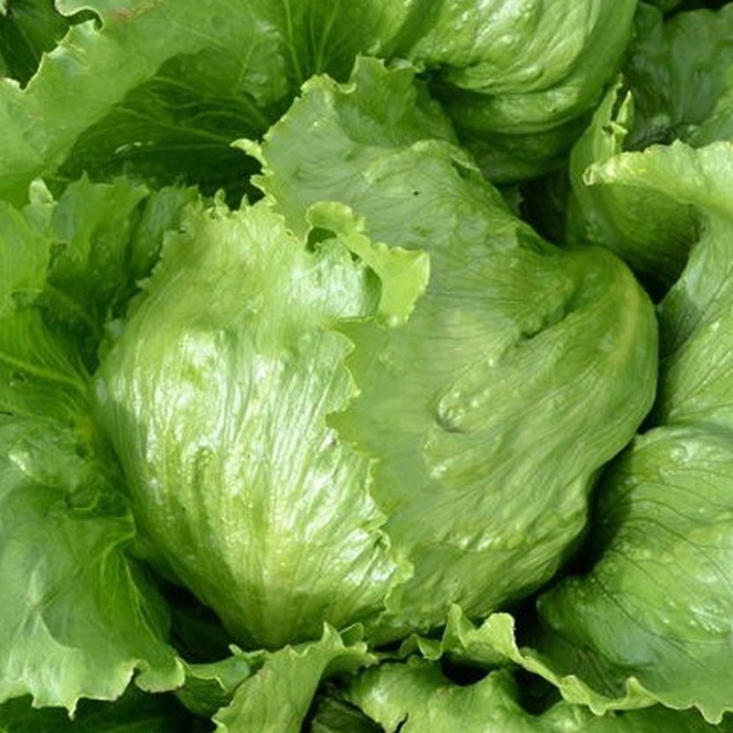 Jual Benih Selada Keriting / Lettuce Romaine / Oakleaf / Butterhead ...