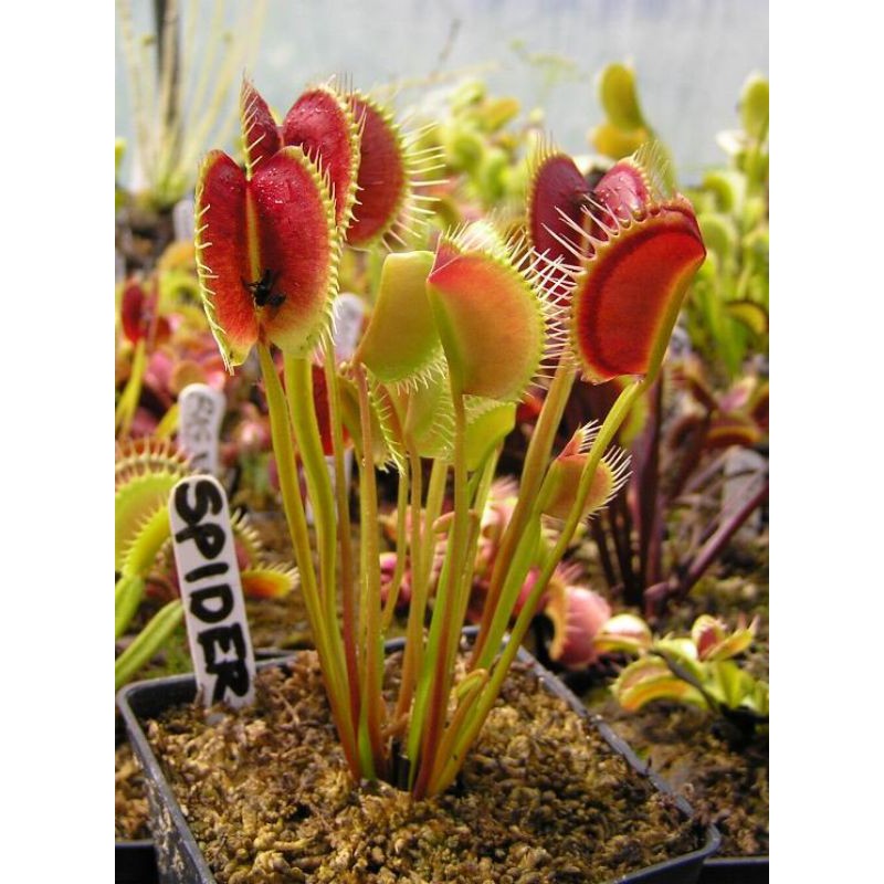 Jual Tanaman karnivora venus flytrap vft spider medium size | Shopee ...