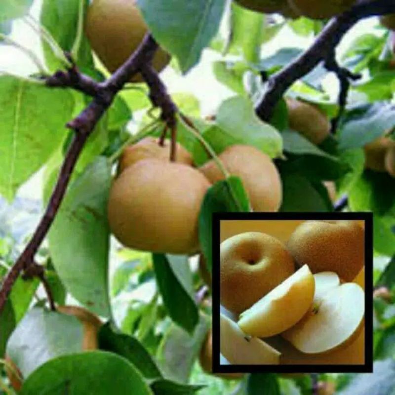 Jual tanaman buah pir coklat | Shopee Indonesia