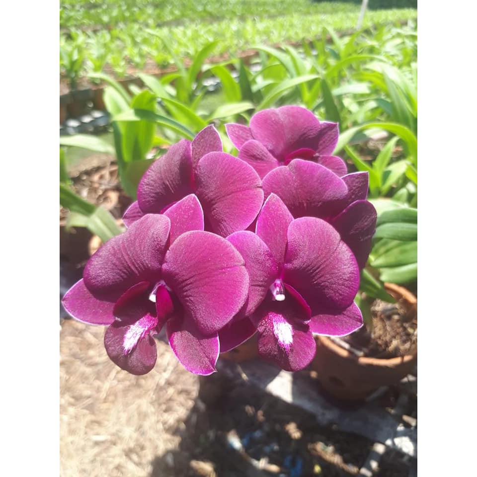 Jual Anggrek Dendrobium Red Dragon dewasa | Shopee Indonesia