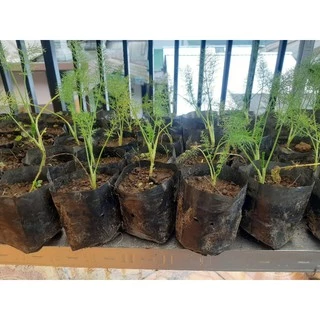Jual Tanaman Adas Terlengkap & Harga Terbaru Juli 2024 | Shopee Indonesia