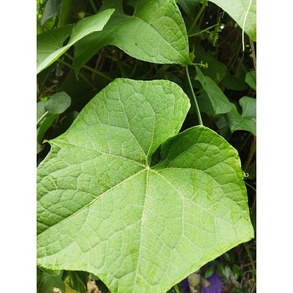 Jual daun labu siyem muda segar 500 gram | Shopee Indonesia