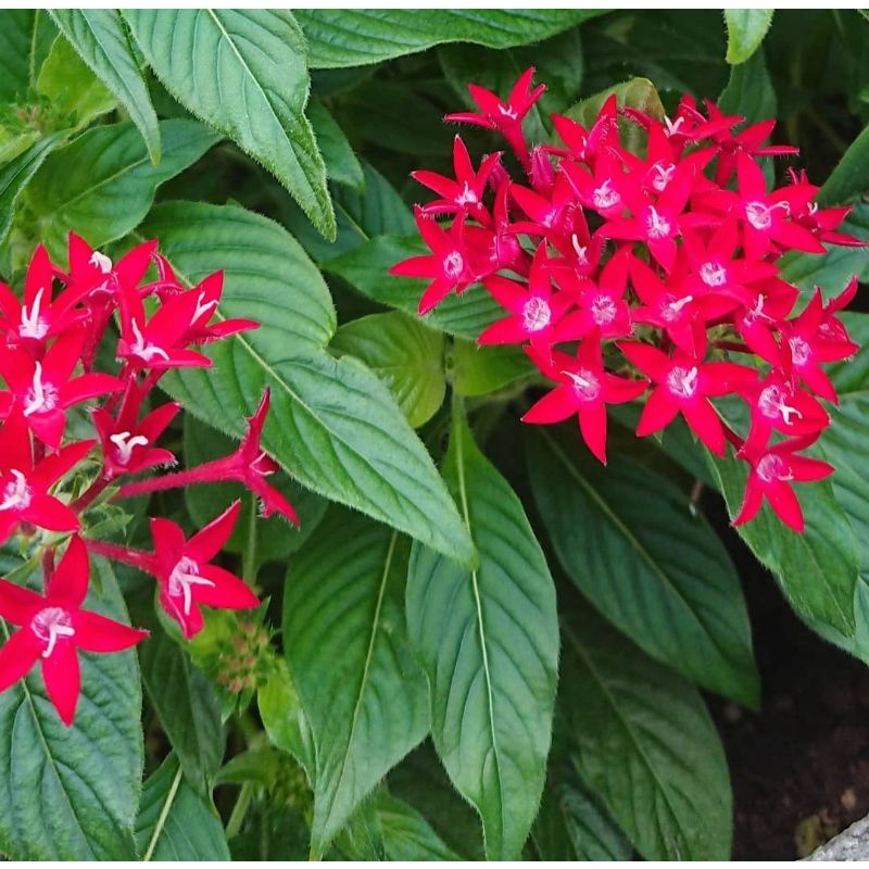 Jual Bunga Pentas warna merah | Shopee Indonesia