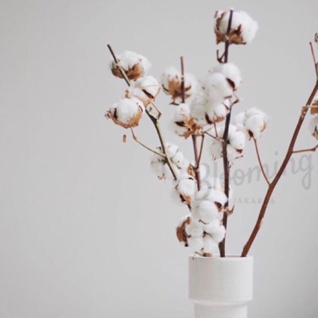 Jual Natural cotton flower rustic bunga kapas asli dried flower bunga ...
