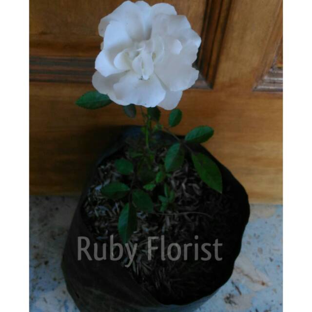 Jual Tanaman Climbing Rose White | Shopee Indonesia