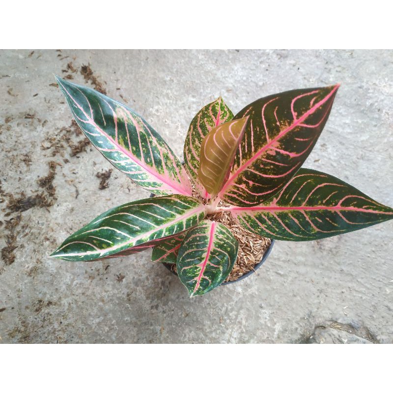 Jual Aglaonema Pride Of Sumatra / Aglonema Red sumtra | Shopee Indonesia