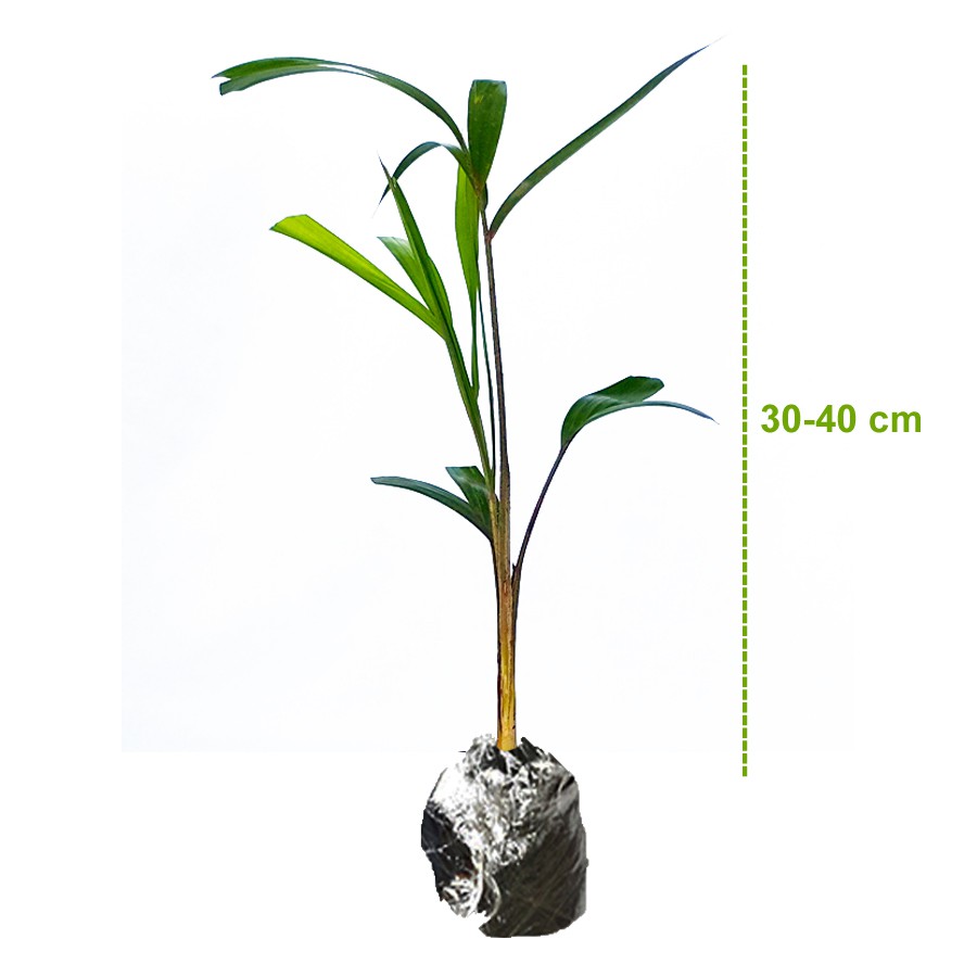 Jual Tanaman Hias Palm Palem Raja Roystonea Regia Bibit PR-3040 ...