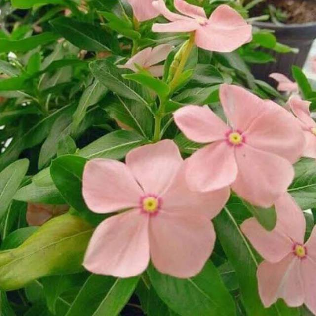 Jual Bibit Benih Biji Bunga Vinca Peach - Benih Bunga Vinca Peach ...