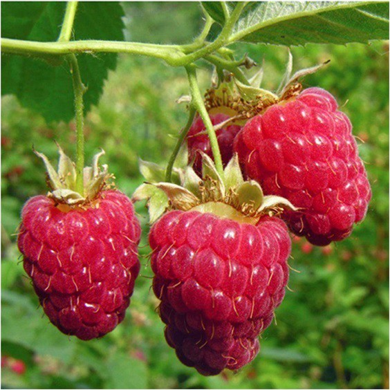 Jual Bisa bayar di tempat - Raspberry Merah 10 biji bibit seed Benih ...