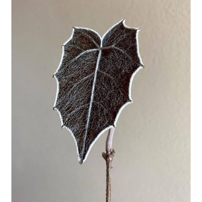 Jual viper batman | Shopee Indonesia