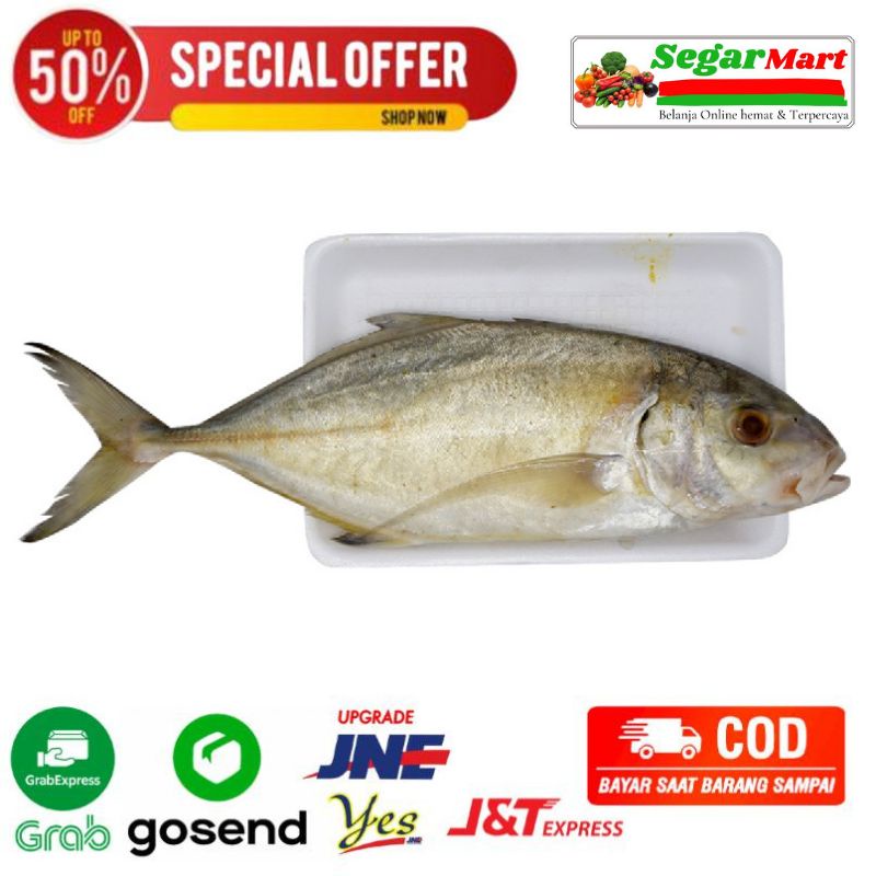 Jual ikan kuwe lilin 1 kg ikan kuwe lilin fresh segar bandung | Shopee ... Jual ikan kuwe lilin 1 kg ikan kuwe lilin fresh segar bandung | Shopee ...