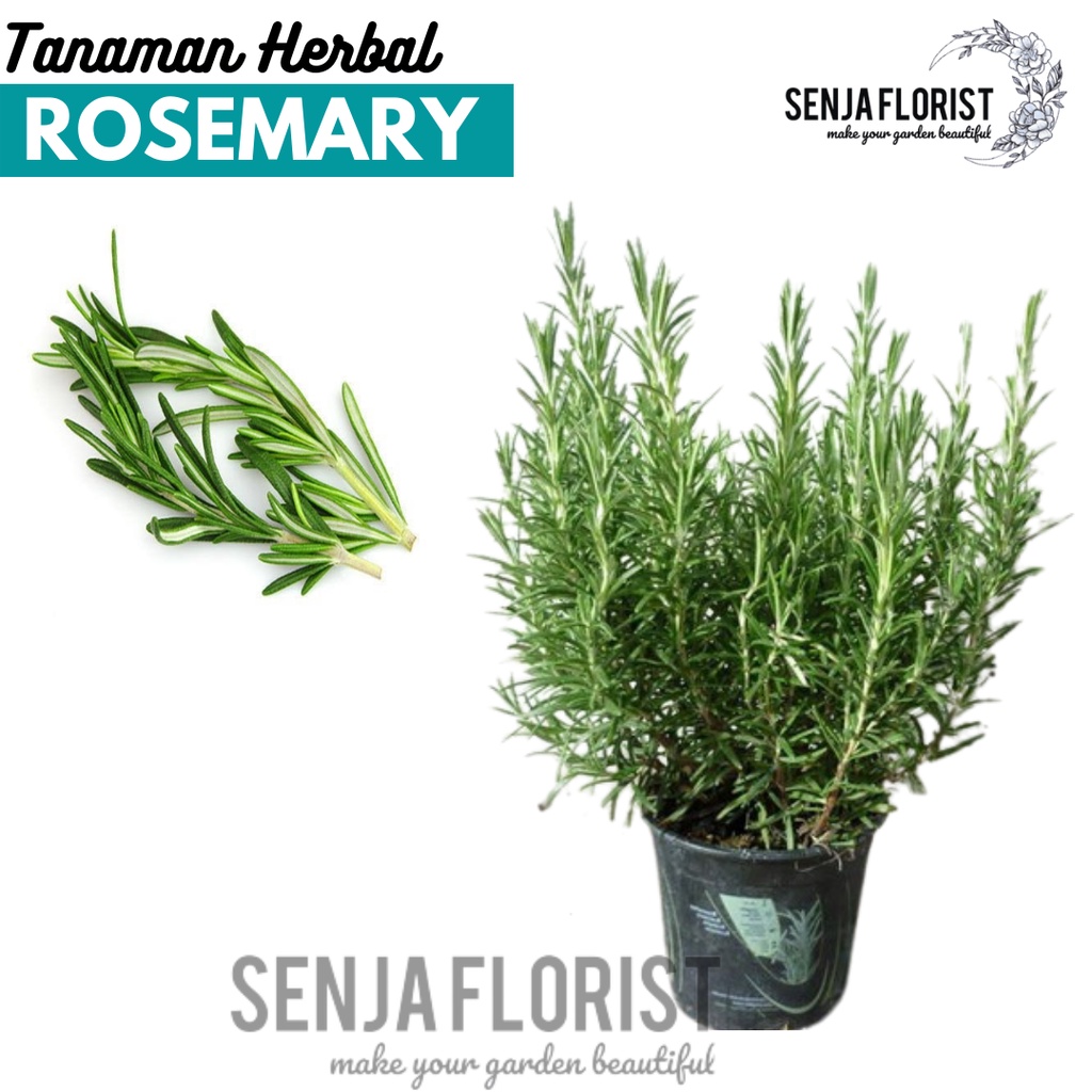 Jual Tanaman Herbal Rosemary - Rosmarinus officinalis - wangi | Shopee ...