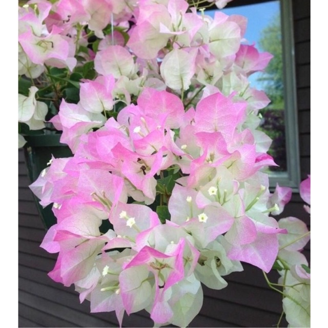Jual Tanaman BOUGENVILLE - BUGENVILE - POHON BOUGENVILLE BENGAWAN ...