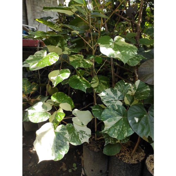 Jual waru variegata | Shopee Indonesia