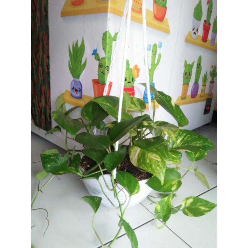 Jual tanaman hias sirihgading belanda-tanaman hias gantung srigading ...