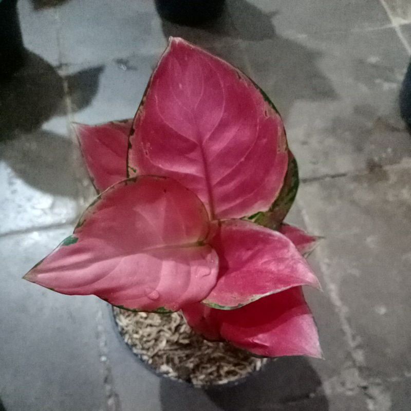 Jual RED ANJA | Shopee Indonesia