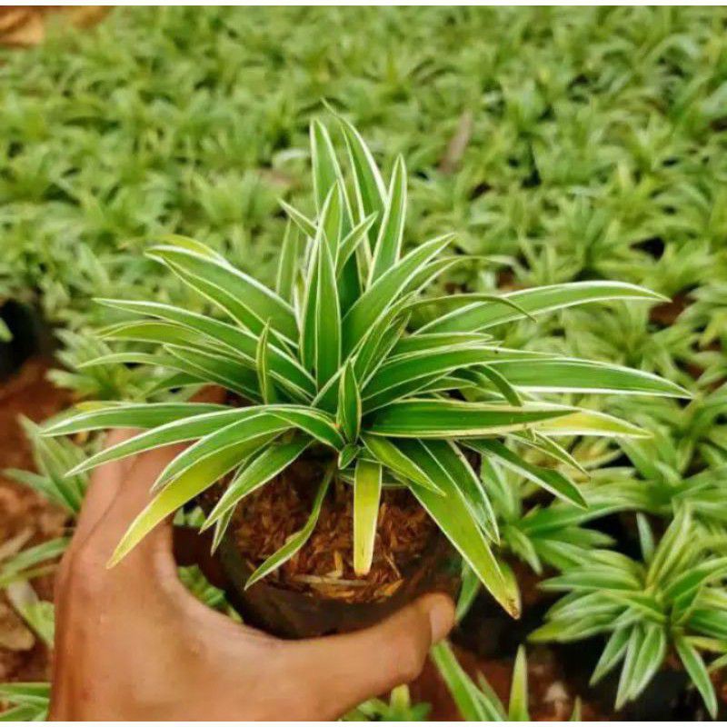 Jual lili paris umbi | Shopee Indonesia