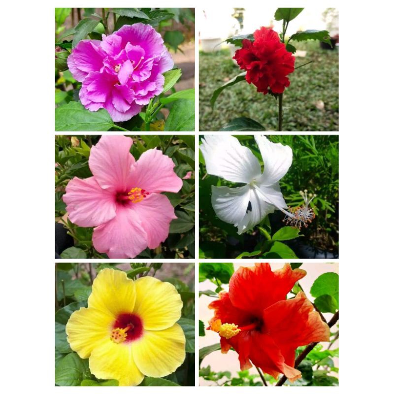 Jual PAKET 6 TANAMAN HIAS POHON KEMBANG SEPATU BUNGA KOMPLIT | Shopee ...