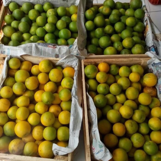 Jual Buah JERUK BABY Java Pacitan SUPER SWEET 10 KG Jaffa Manis Segar ...