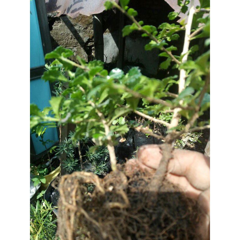 Jual bibit hokiantea micro dijamin ASLI sudah hidup hokian tea untuk ...