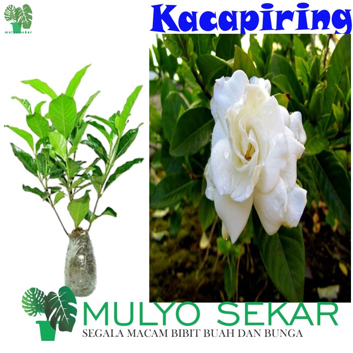 Jual Tanaman Hias Bunga Kacapiring - Cepiring - Kaca Piring wangi putih ...