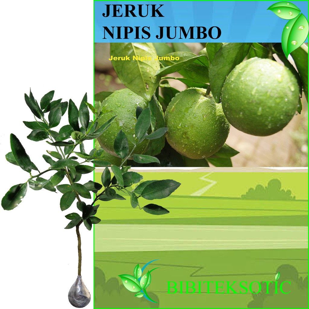 Jual Tanaman Jeruk Nipis Jumbo (Tinggi 60-80 cm) | Shopee Indonesia Jual Tanaman Jeruk Nipis Jumbo (Tinggi 60-80 cm) | Shopee Indonesia
