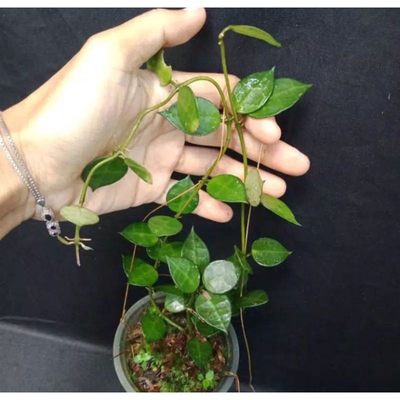 Jual Tanaman hias gantung hoya mini lacunosa murah | Shopee Indonesia