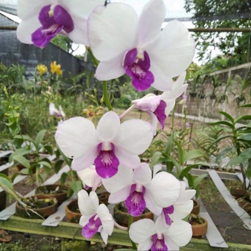 Jual Pohon Bunga Anggrek Dendrobium Dewasa Burana Charming Sudah Spike ...