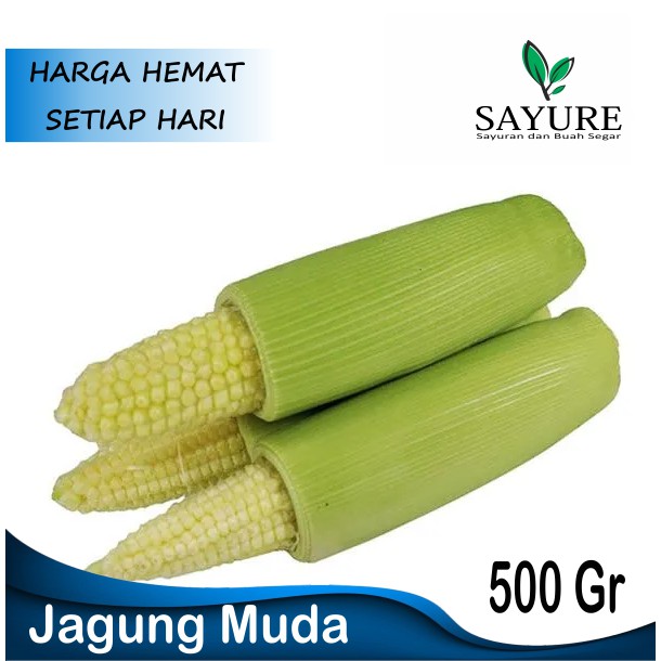 Jual JAGUNG MUDA PUTREN SAYUR SEGAR MURAH 500 GR | Shopee Indonesia