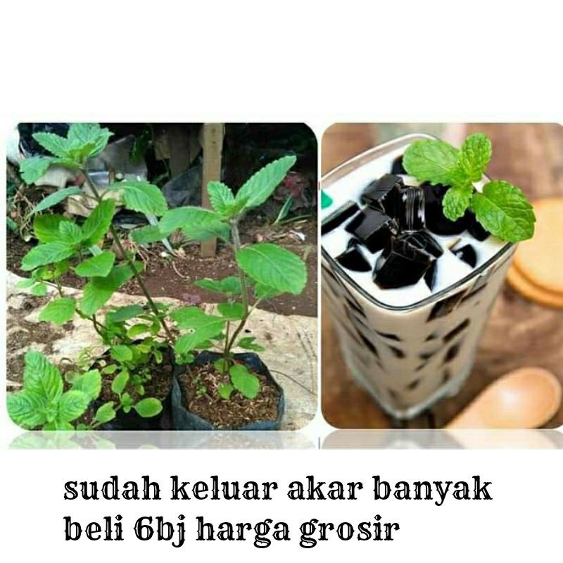 Jual Bibit janggelan/cincau hitam polibag super di jamin tumbuh ...