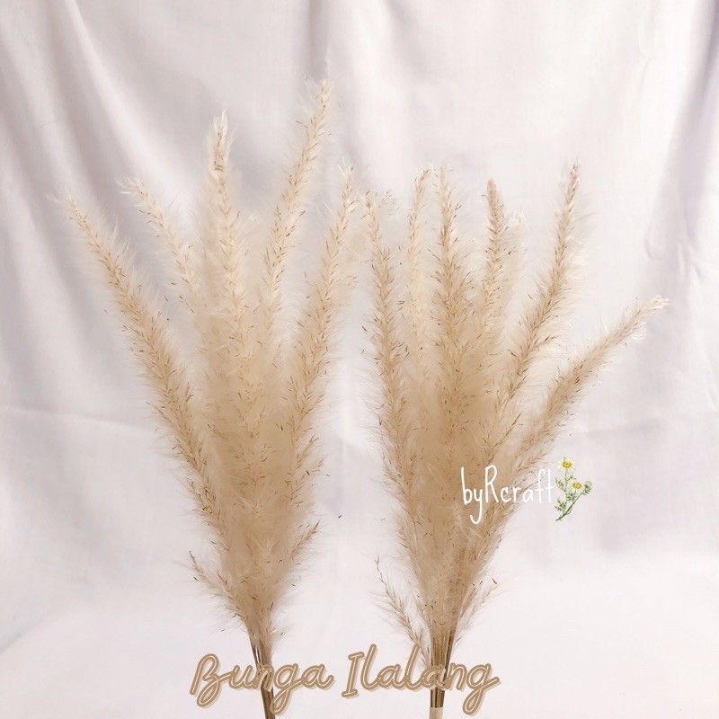 Jual Bunga Kering Ilalang Natural/Putih | Shopee Indonesia