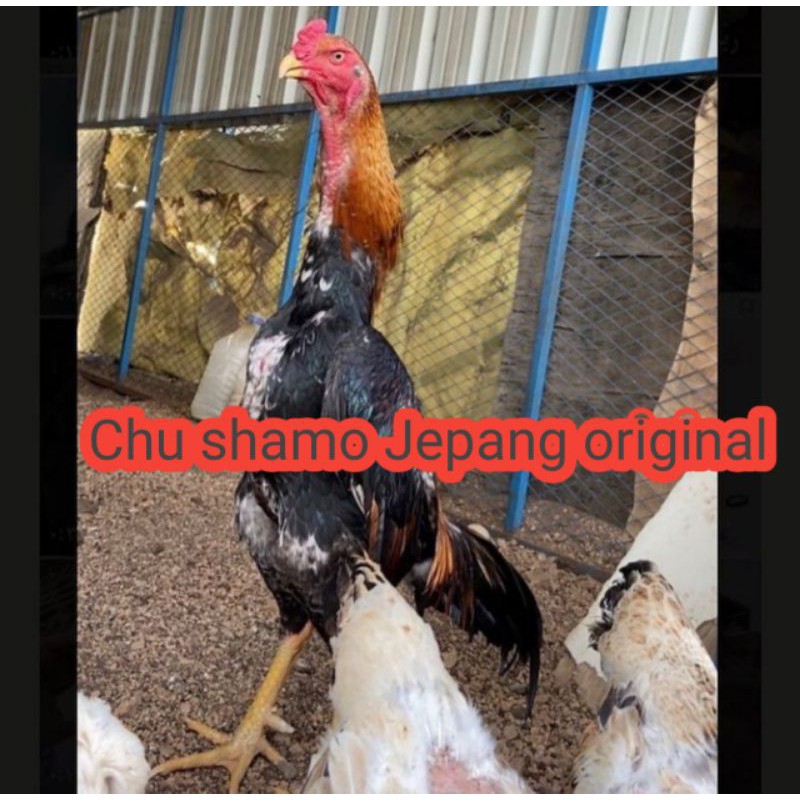 Jual telur ayam Bangkok Chu shamo original | Shopee Indonesia